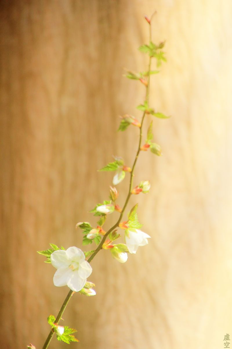 純白の心 | GANREF