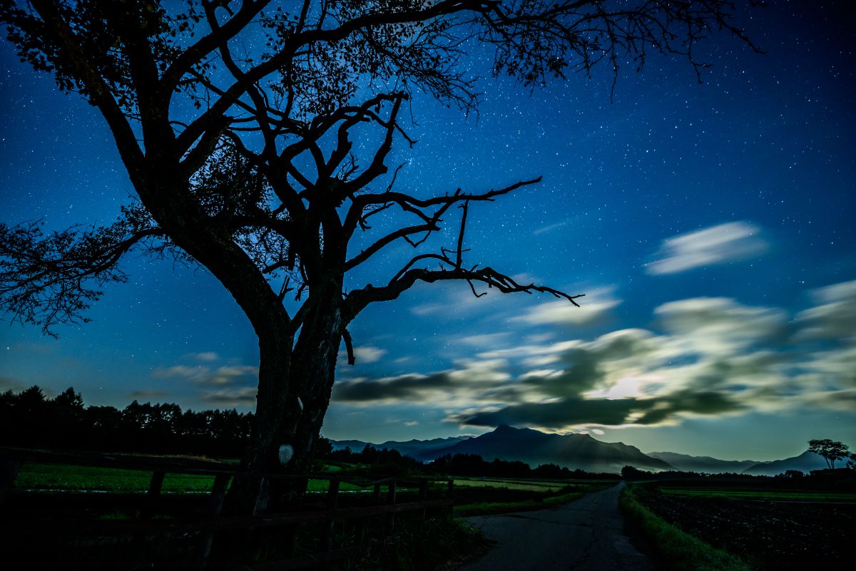 たたずむ古木 | GANREF