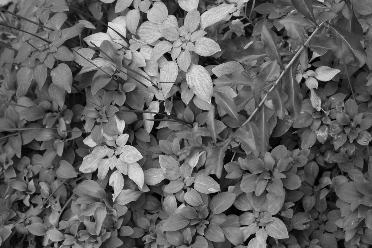 monochrome plants | GANREF