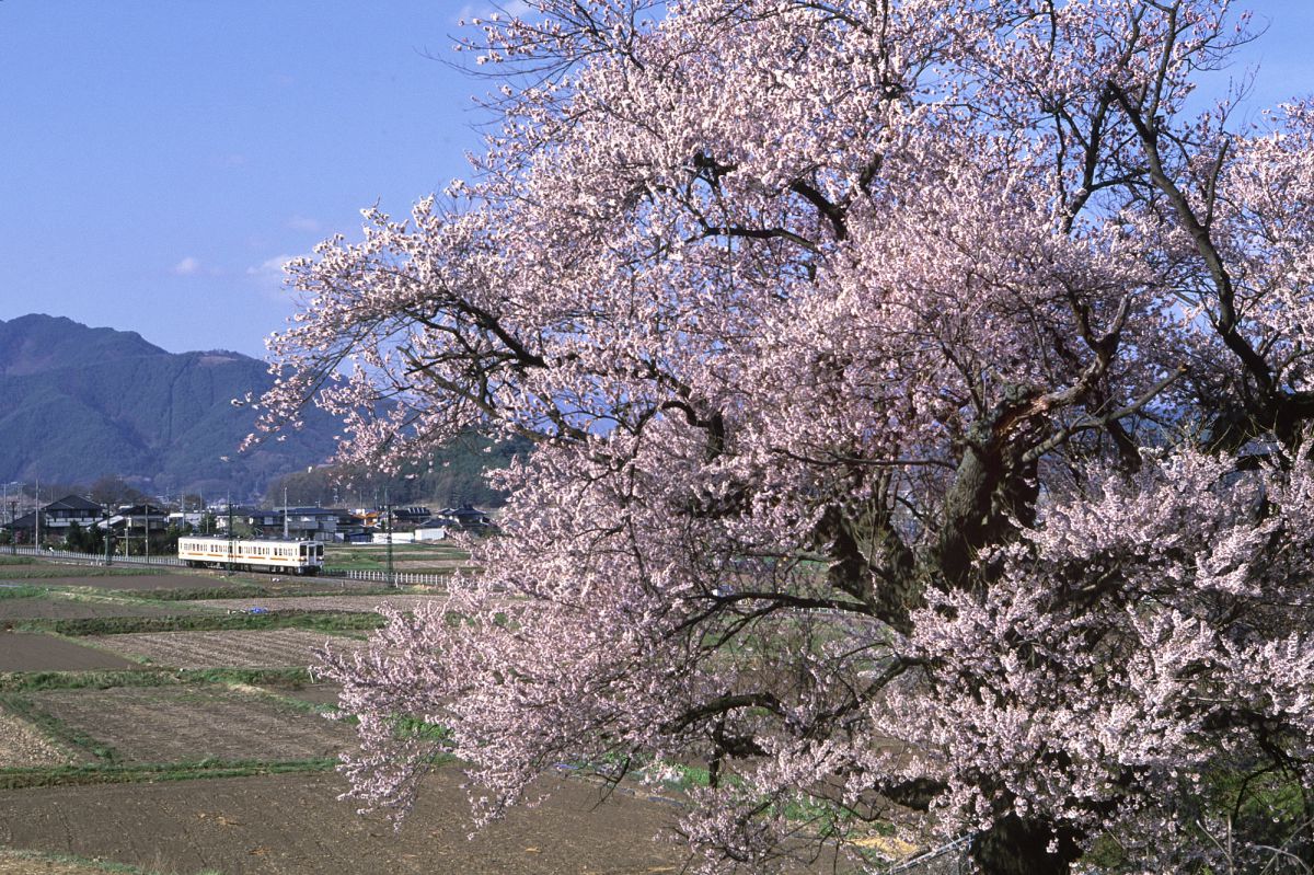 いろのみち （19） | GANREF