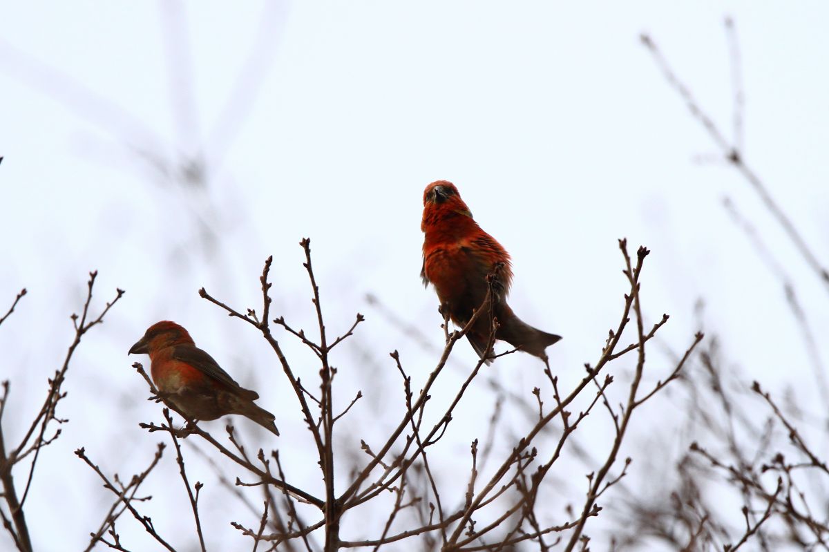 イスカ 2 | GANREF