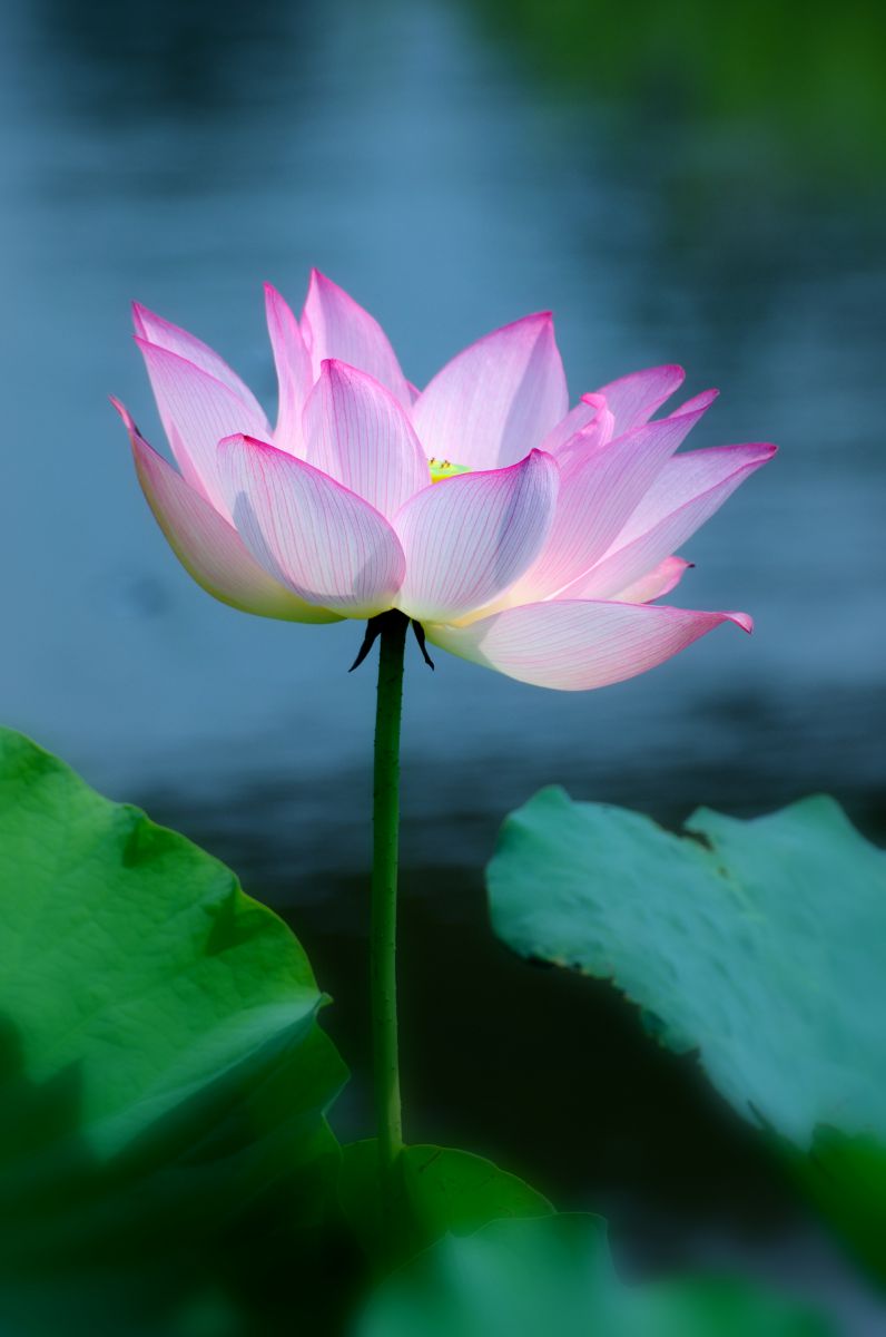 やっと会えたね | GANREF