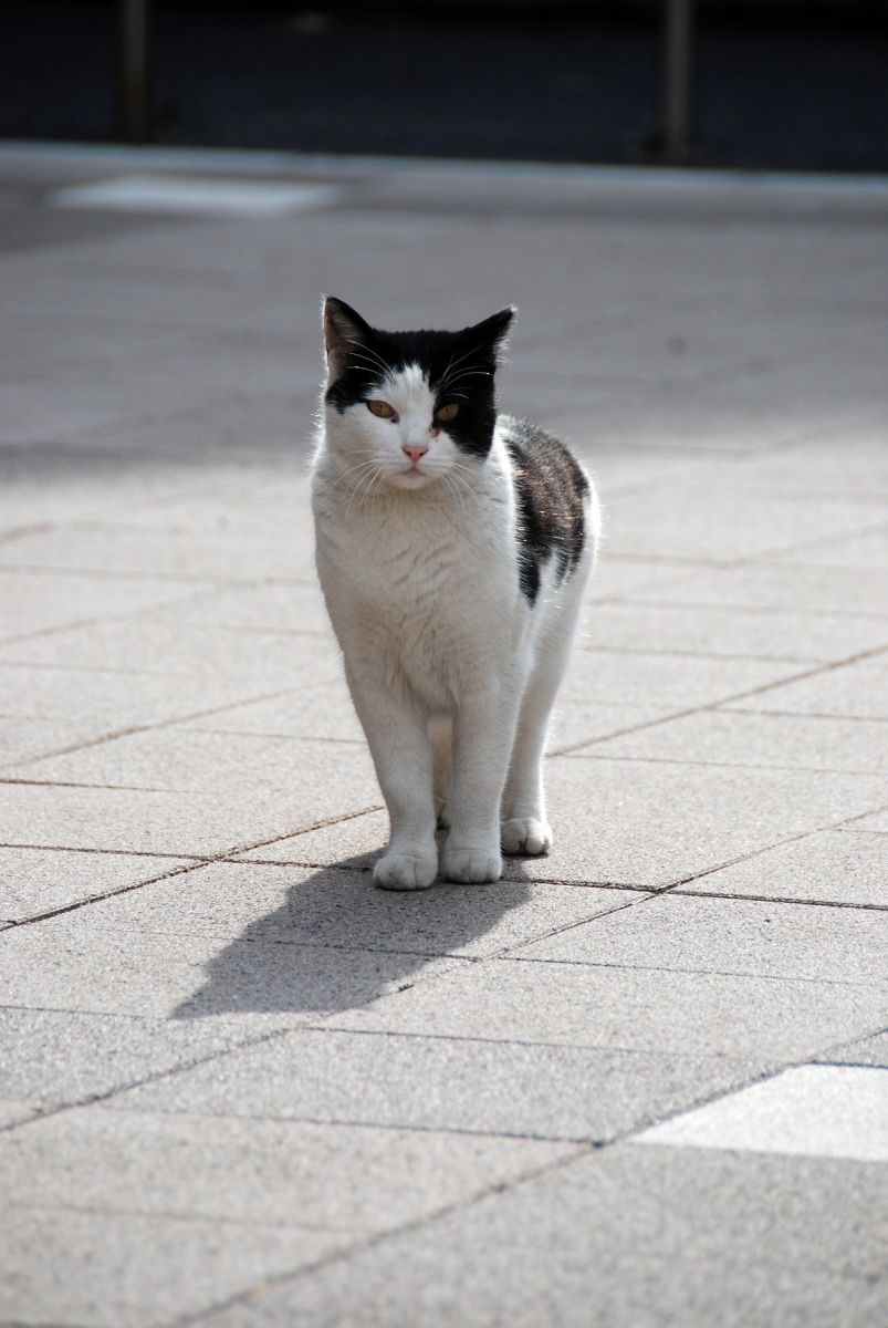 Street cat | GANREF