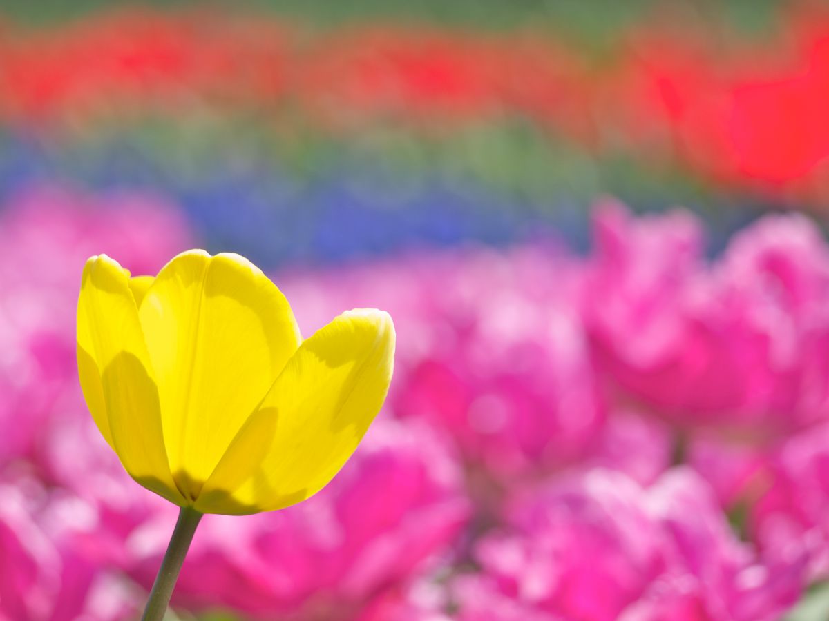 Spring in full sunshine | GANREF