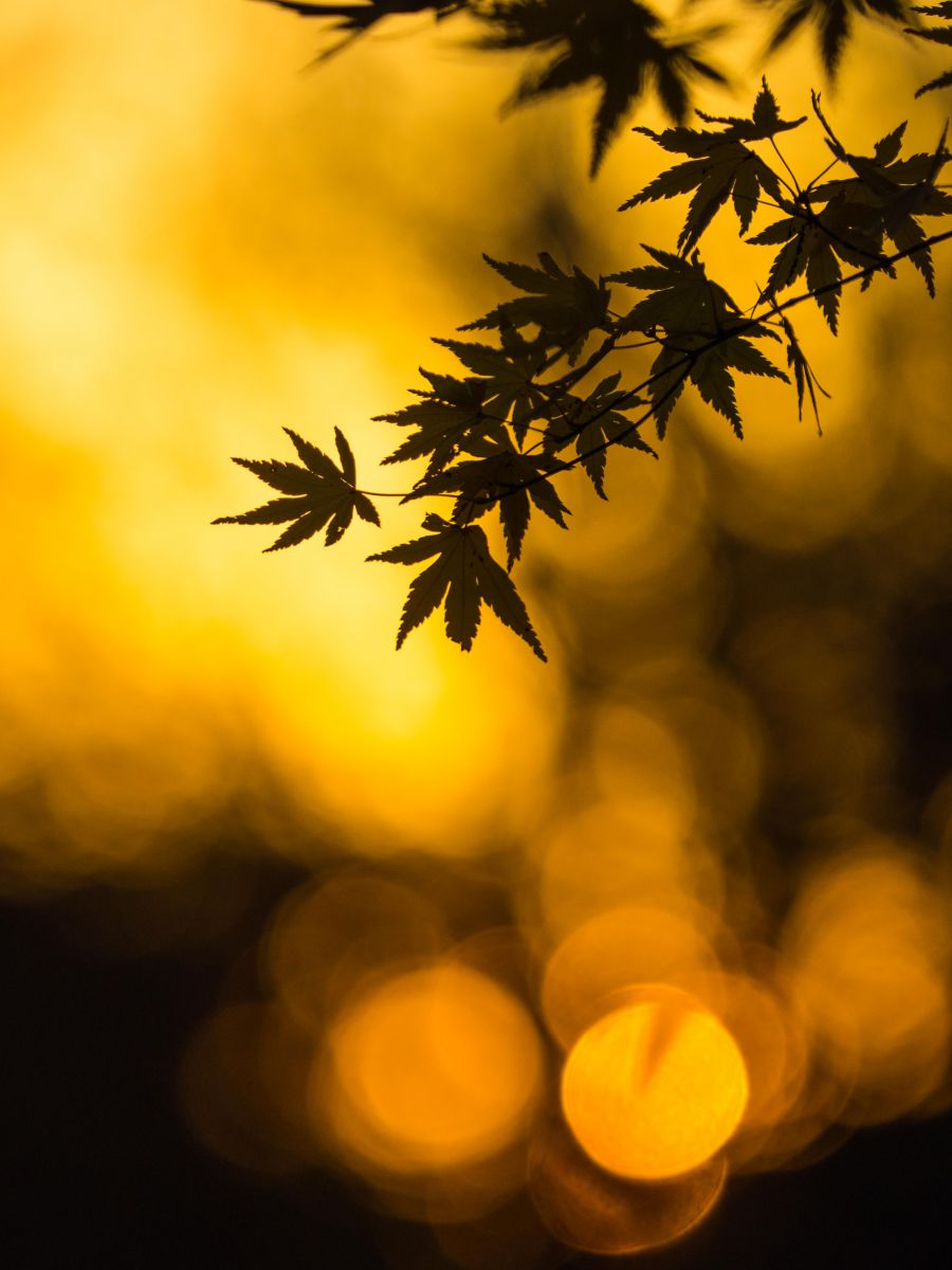 夕べの光 | GANREF