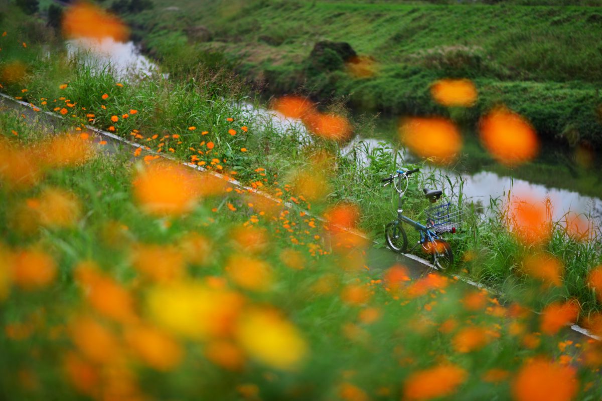 キバナコスモスとともに | GANREF