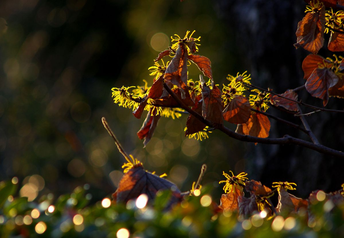 「いざ出陣」 | GANREF