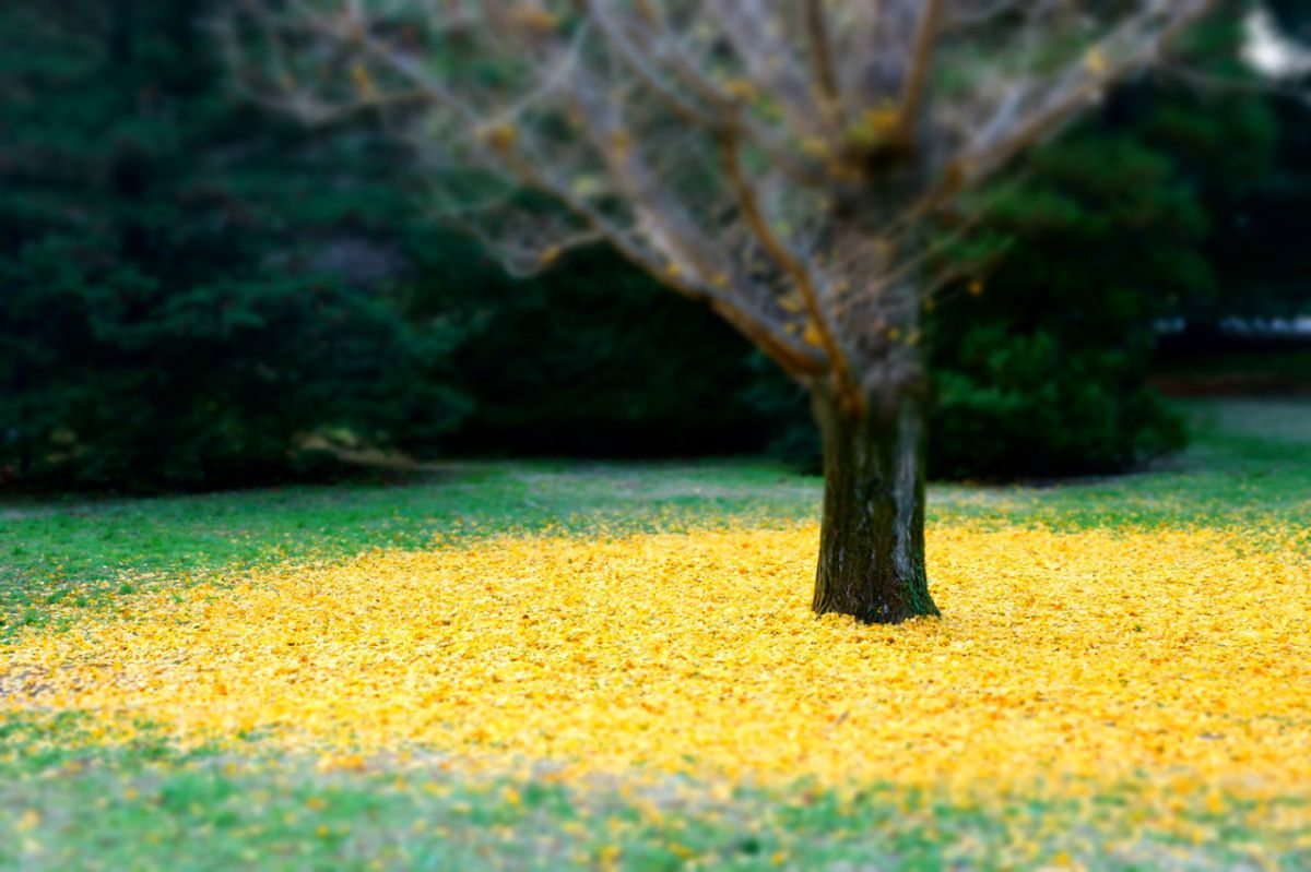 Yellow Circle | GANREF