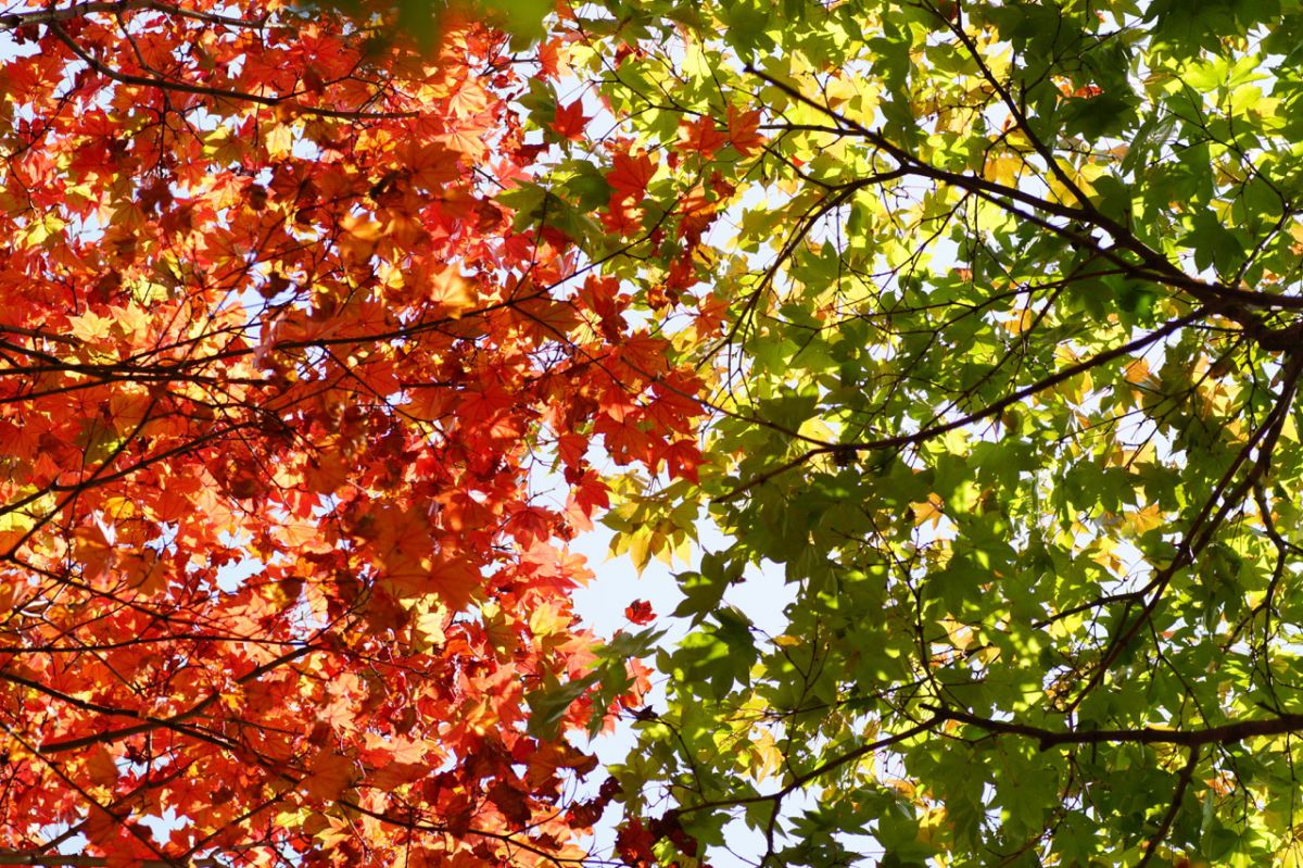 before after | GANREF