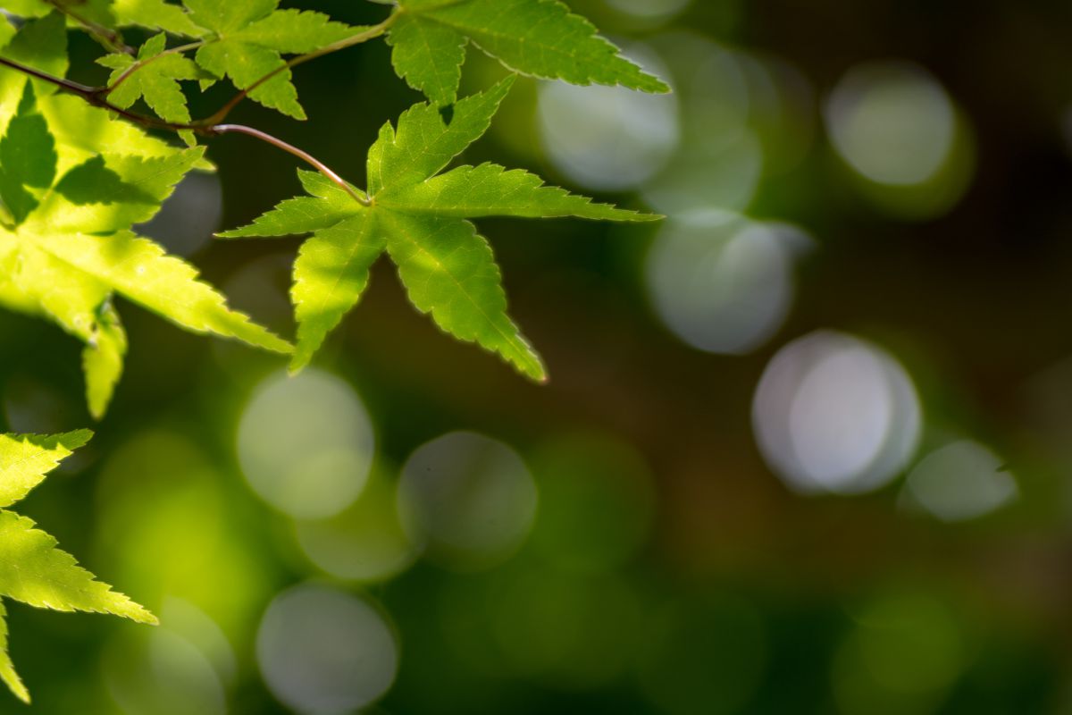 green maple | GANREF