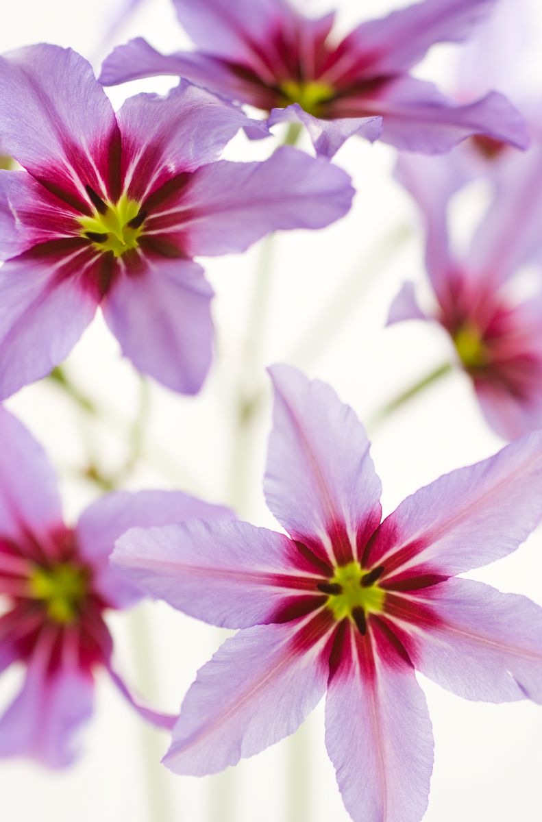 Flower Pattern | GANREF