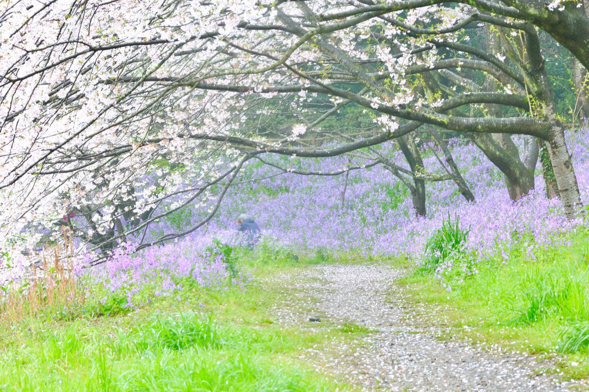 Cherry Blossom | GANREF