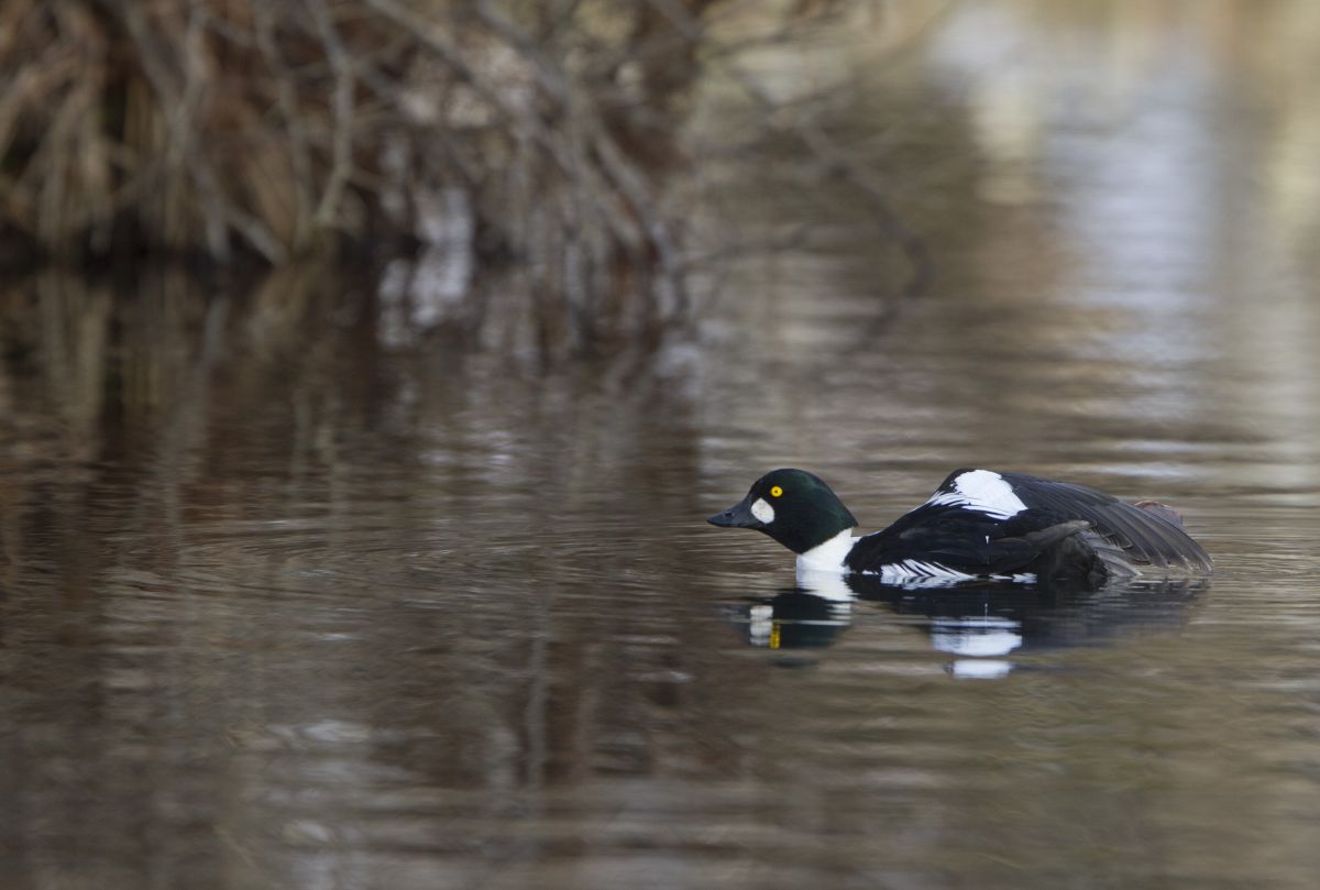 リラックス | GANREF