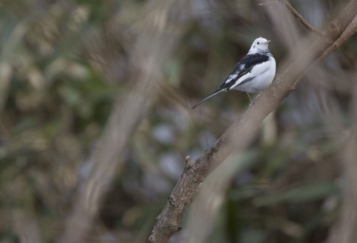特別な小鳥Ⅱ | GANREF