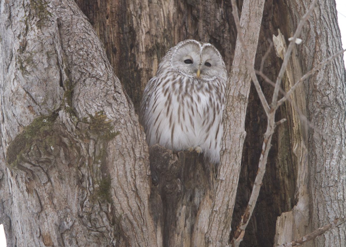 愛らしい瞳 | GANREF