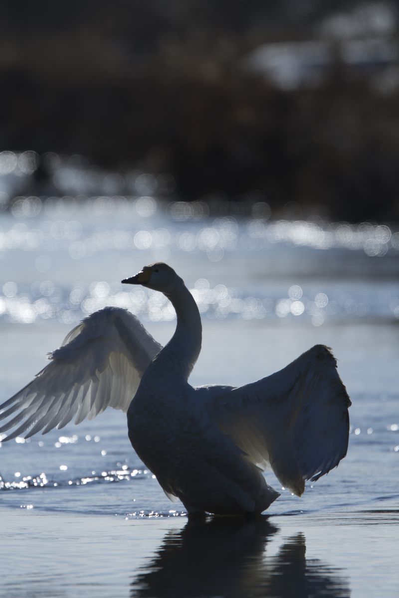 羽ばたき | GANREF