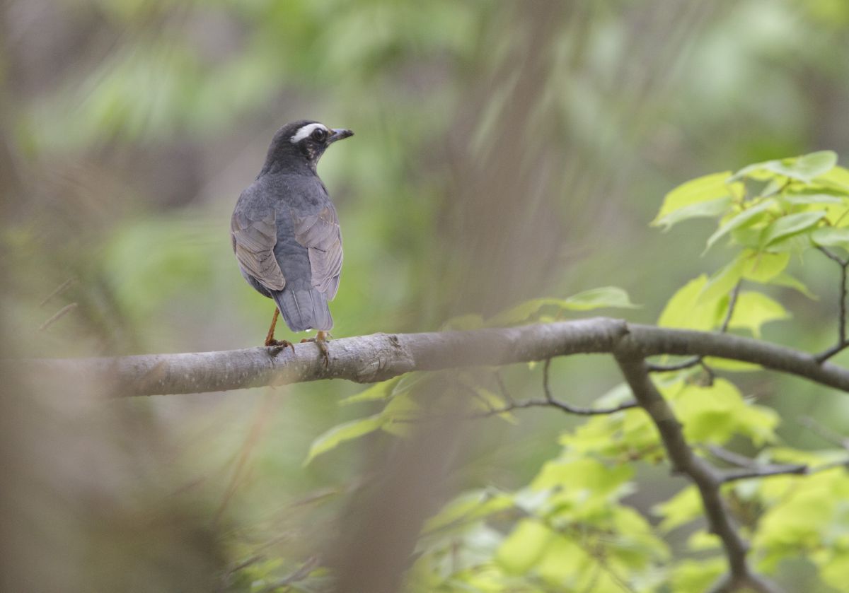 あどけない眼差し | GANREF