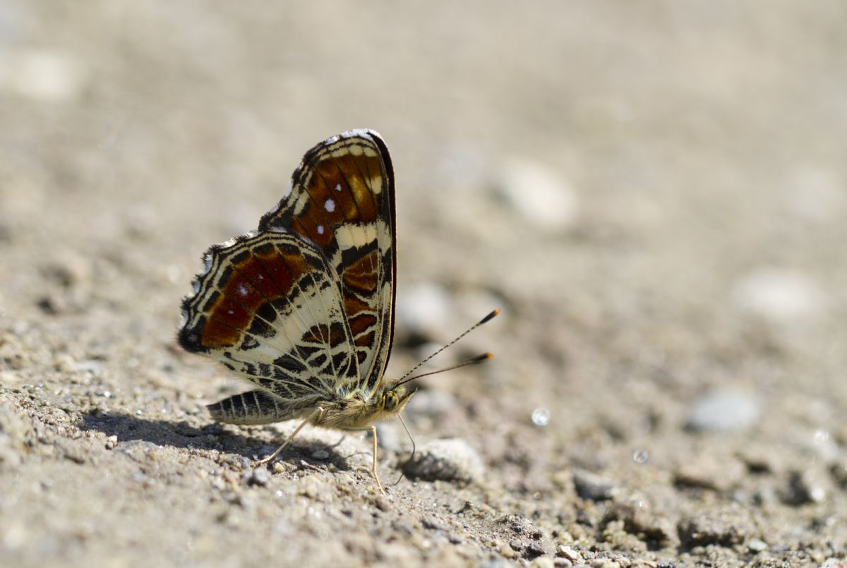 初めての出会い（サカハチチョウ） | GANREF