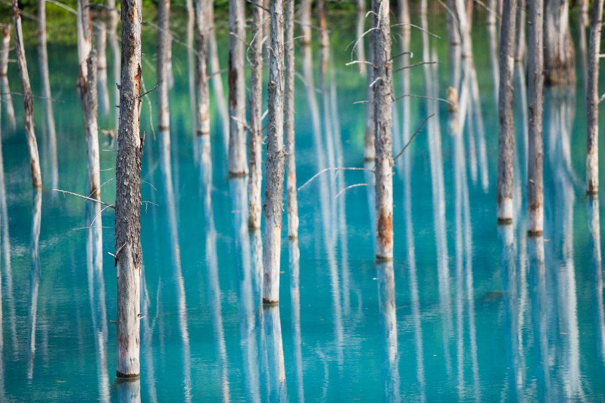 青い池は青かった | GANREF