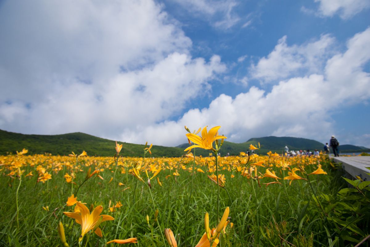Yellow Flower | GANREF