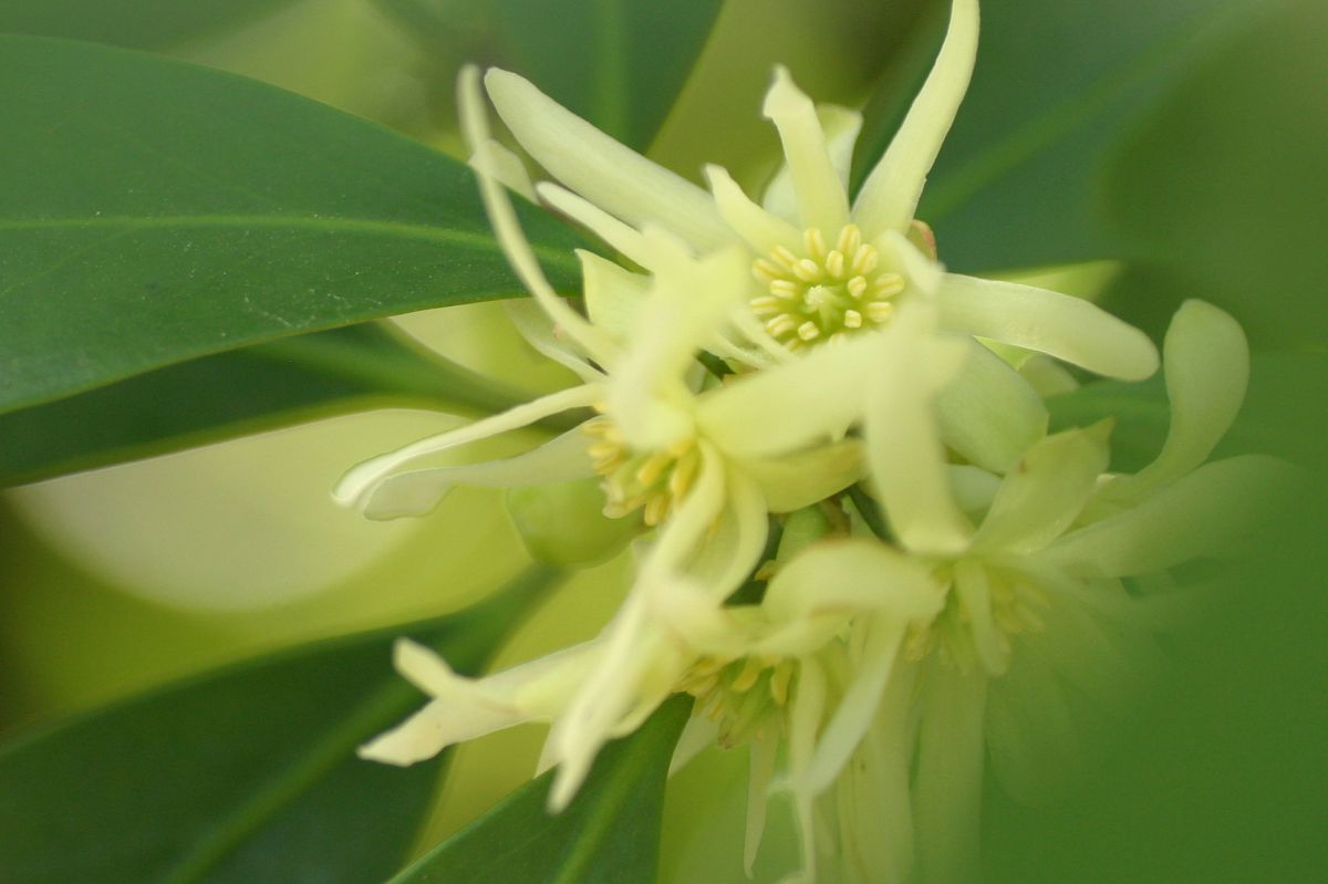 Green gradation. | GANREF