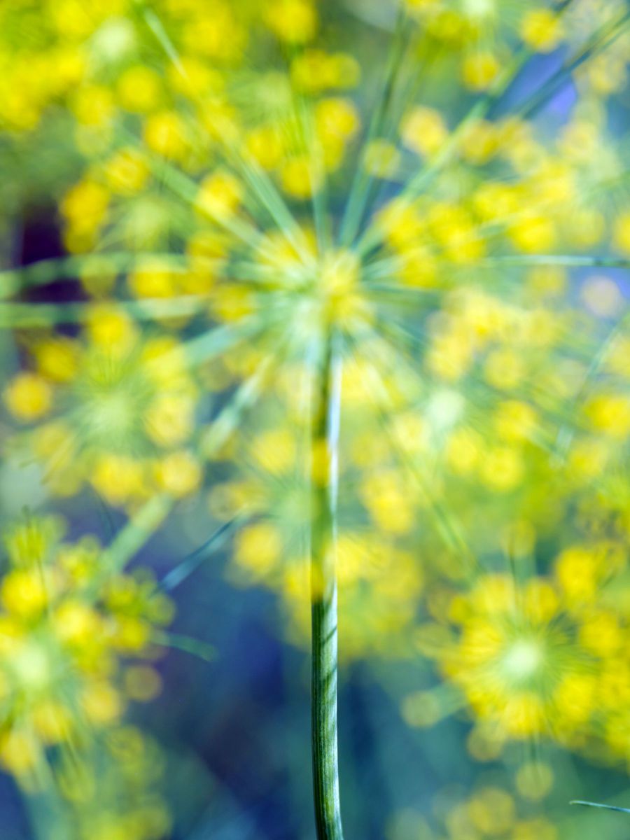 畑に上がった花火2 | GANREF