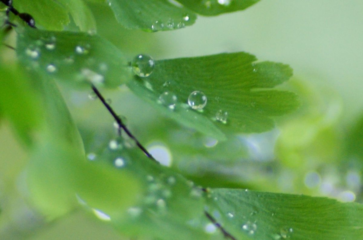 雫に魅了され | GANREF