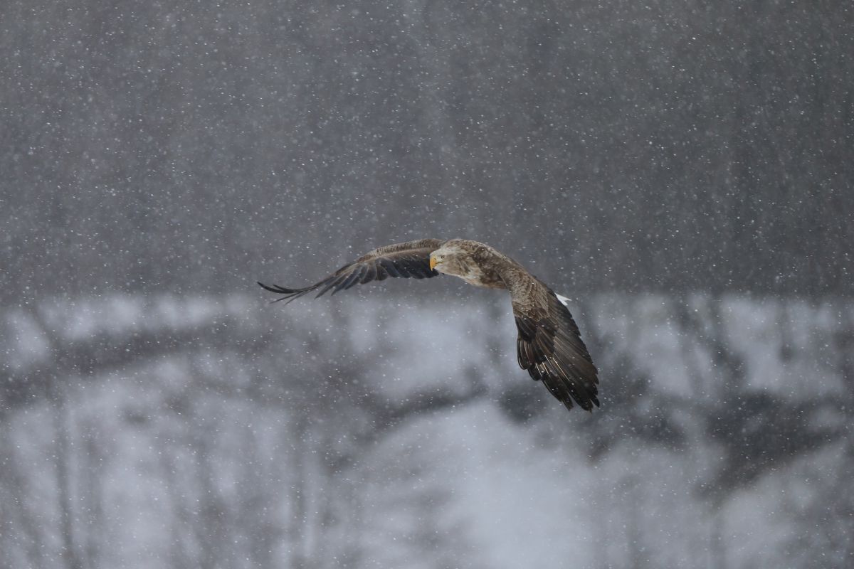 雪の舞う中を ～オジロワシ～ （道東ツアー#013） | GANREF
