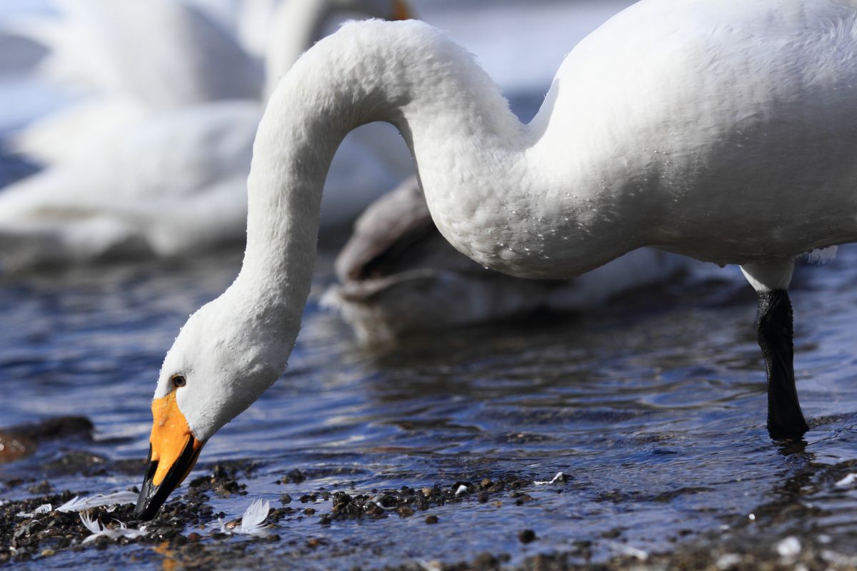 SWAN NECK ～オオハクチョウ～ （道東ツアー#029） | GANREF