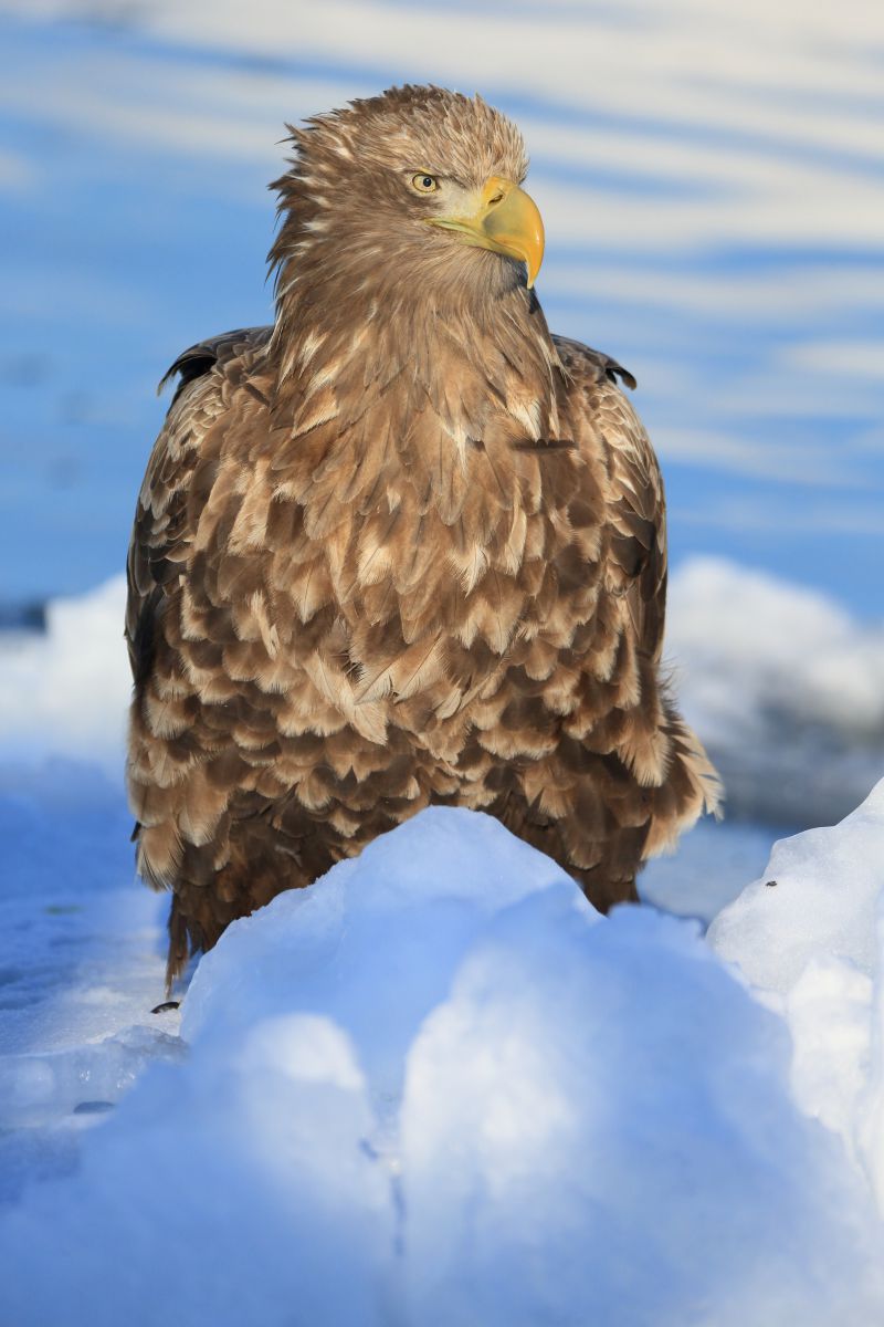 Dandy ～オジロワシ～ （道東ツアー#087） | GANREF