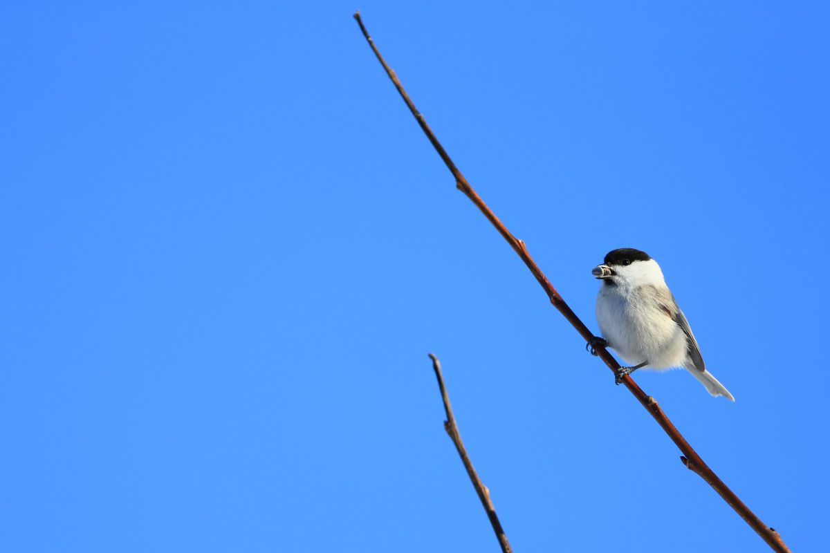 欲張り ～ハシブトガラ～ （道東ツアー#050） | GANREF