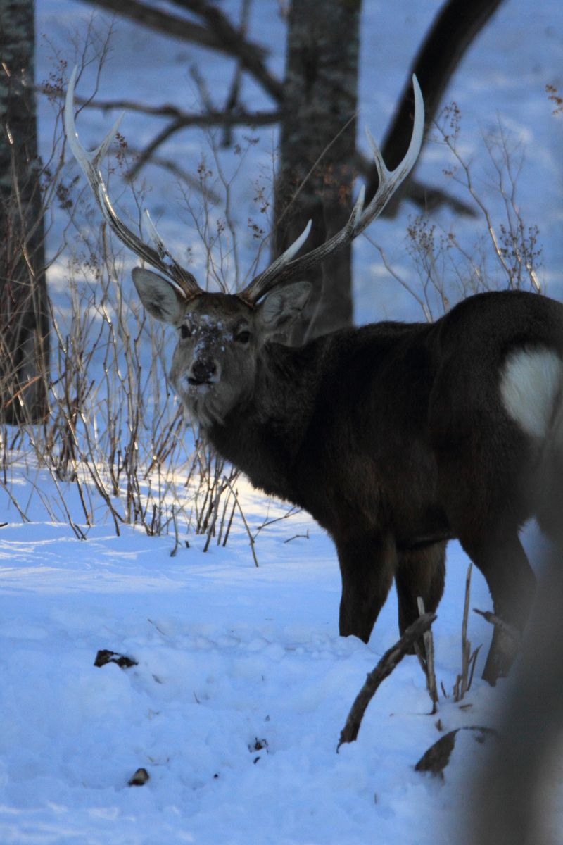 牡鹿の証 ～エゾシカ～ （道東ツアー#027） | GANREF