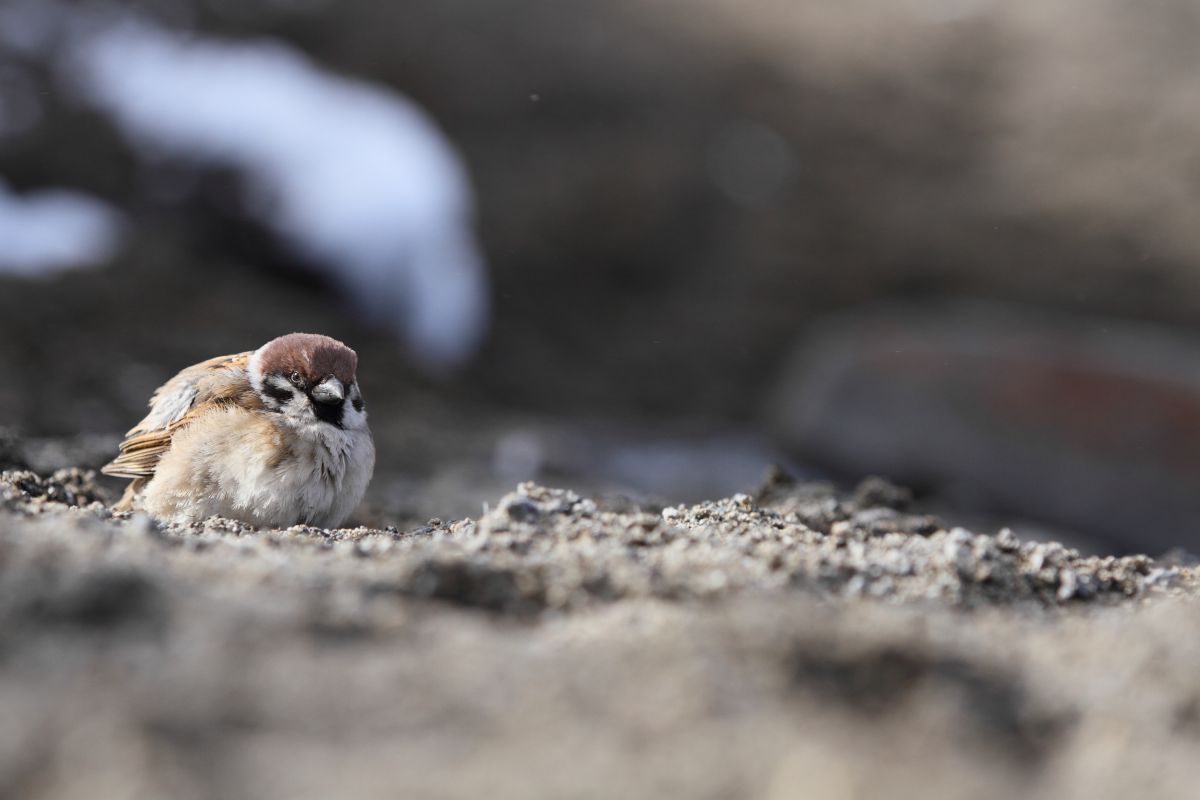 「何か用か？」 ～スズメ～ （道東ツアー#026） | GANREF