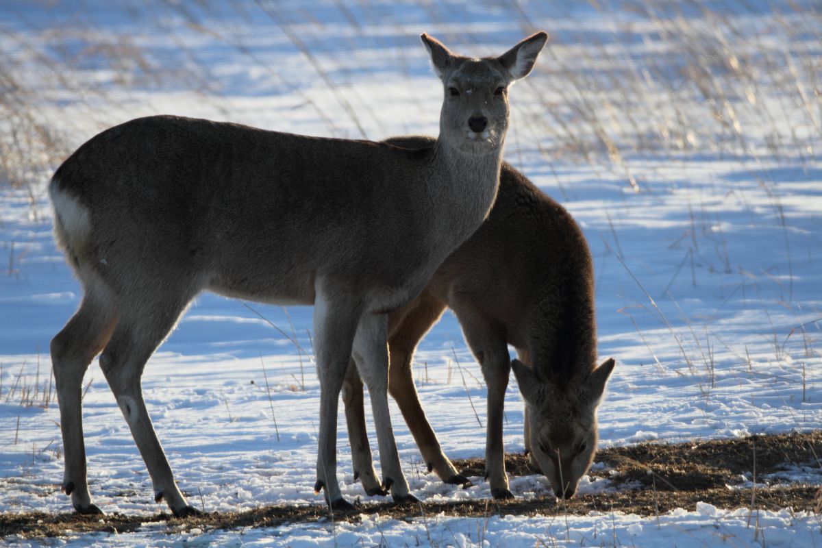見張る ～エゾシカ～ （道東ツアー#043） | GANREF