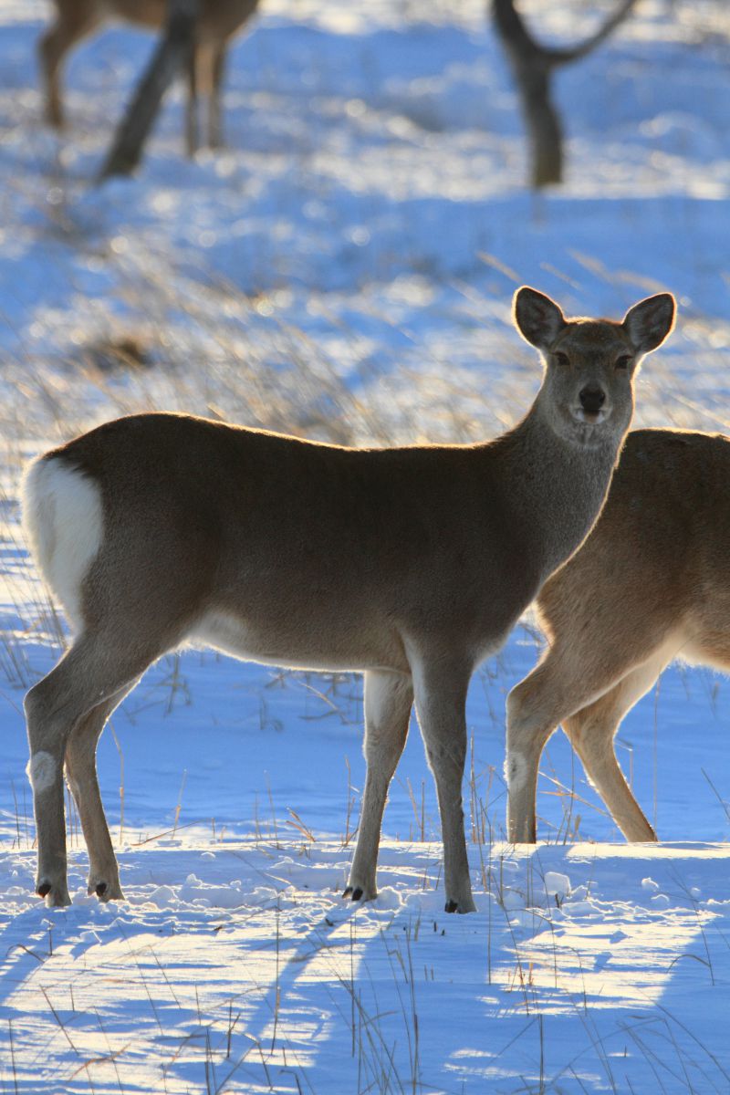 警戒 ～エゾシカ～ （道東ツアー#030） | GANREF