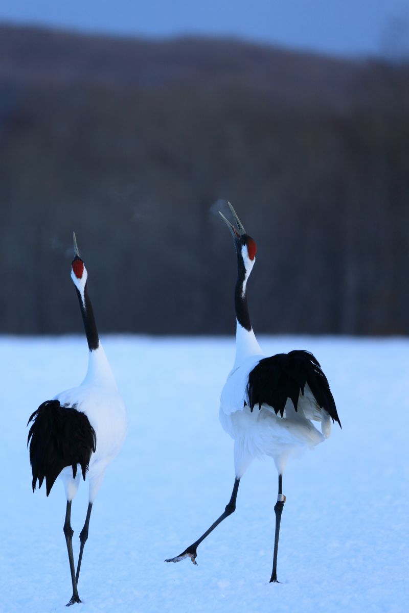 丹色 ～タンチョウ～ （道東ツアー#042） | GANREF