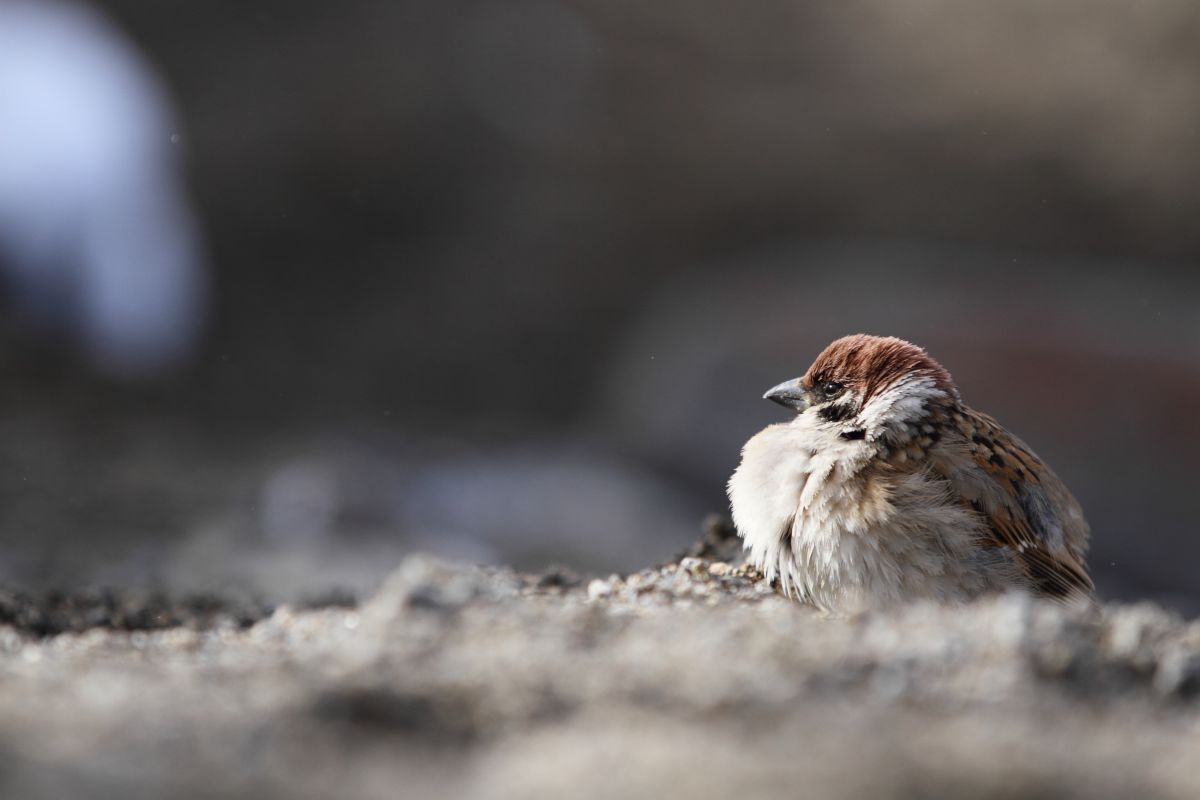 「いい砂だな～」 ～スズメ～ （道東ツアー#022） | GANREF