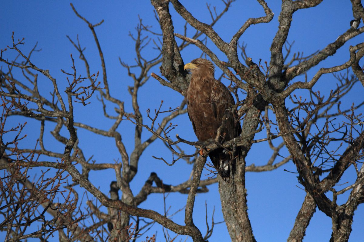 樹上の勇姿 ～オジロワシ～ （道東ツアー#024） | GANREF