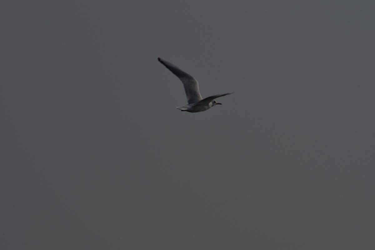 鳥を追いかける - 20160103_2 | GANREF