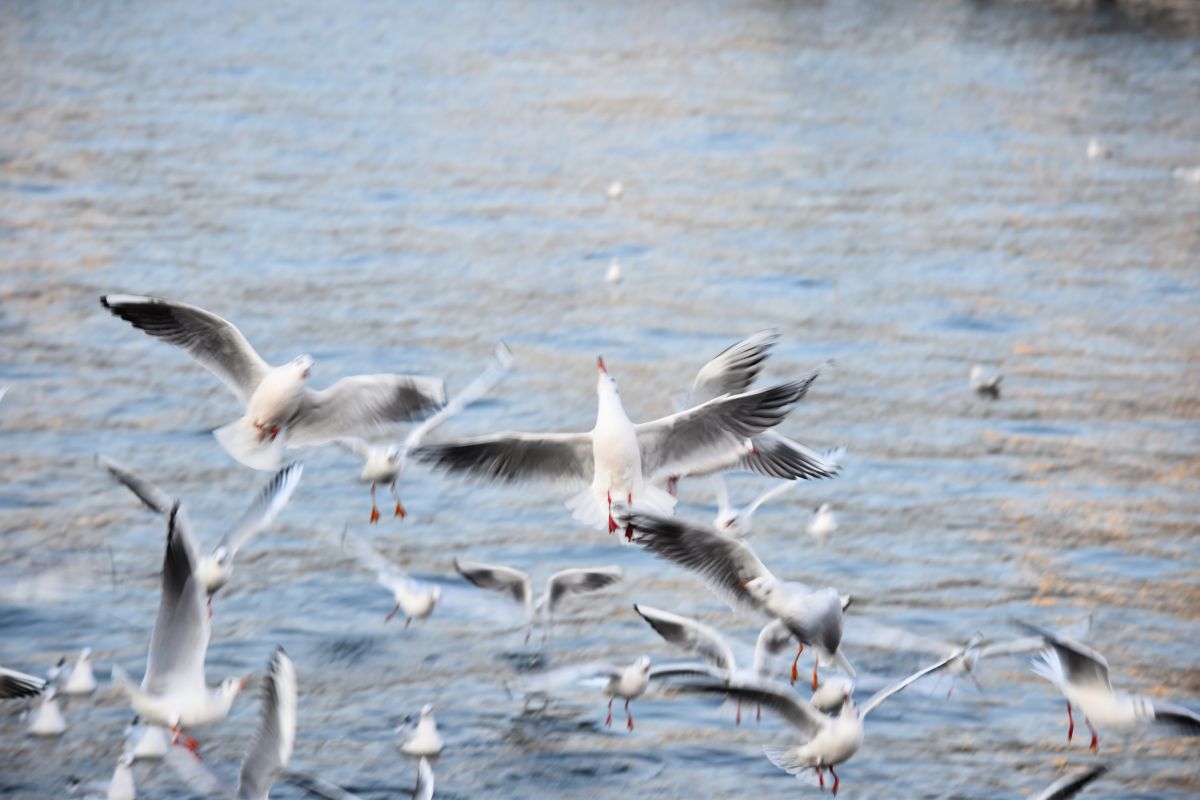 鳥が追いかける - 20160103_4 | GANREF