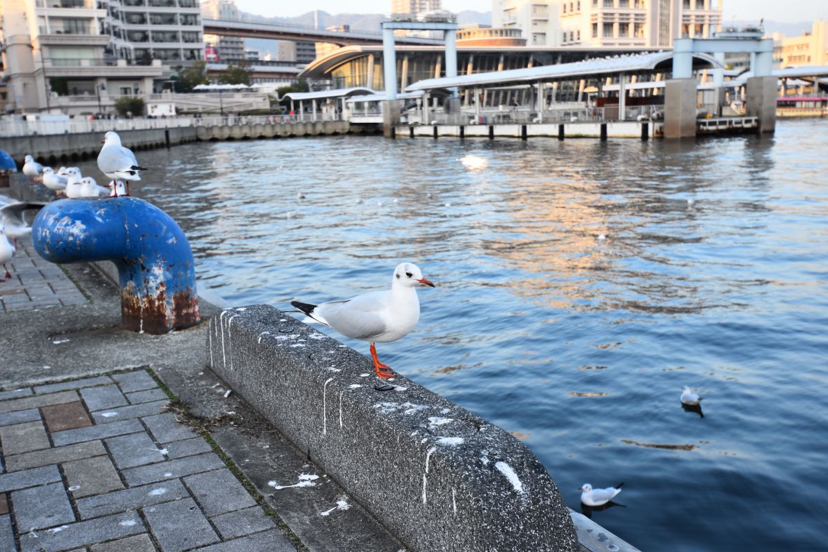 鳥を追いかける(足で) - 20160103_5 | GANREF