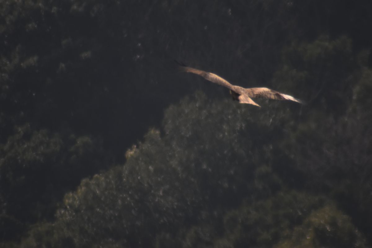 鳥を追いかける - 20160103_3 | GANREF