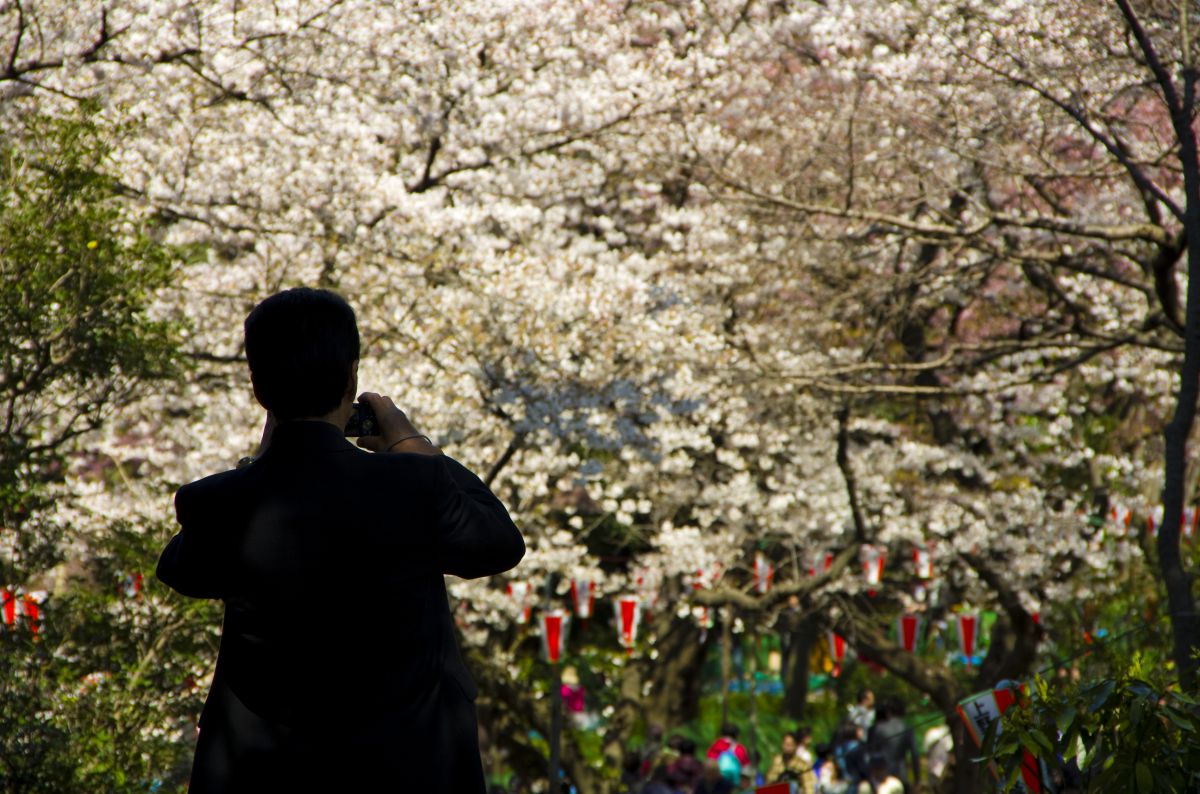 桜撮るMANを撮る | GANREF