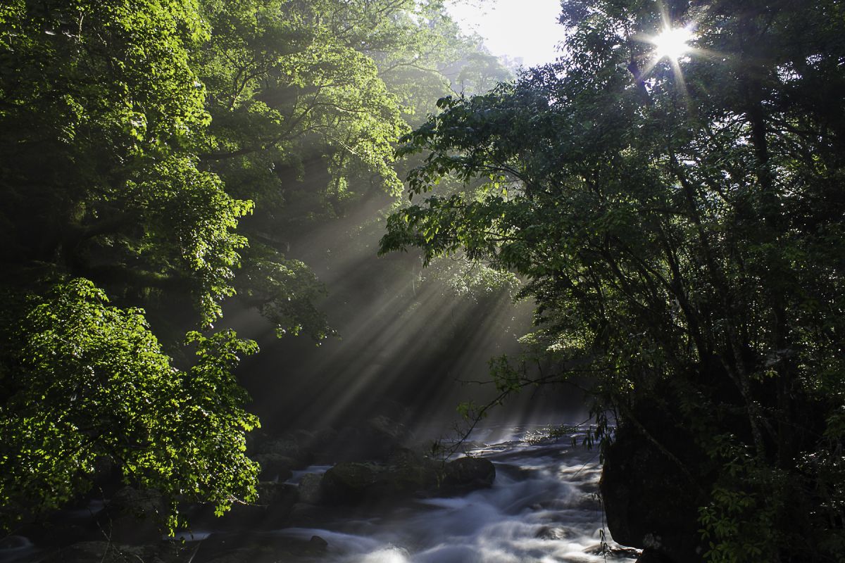 希望の光 | GANREF