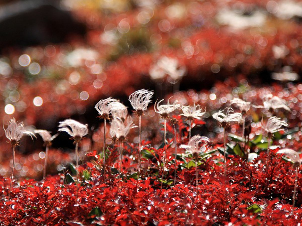 情熱の赤 | GANREF