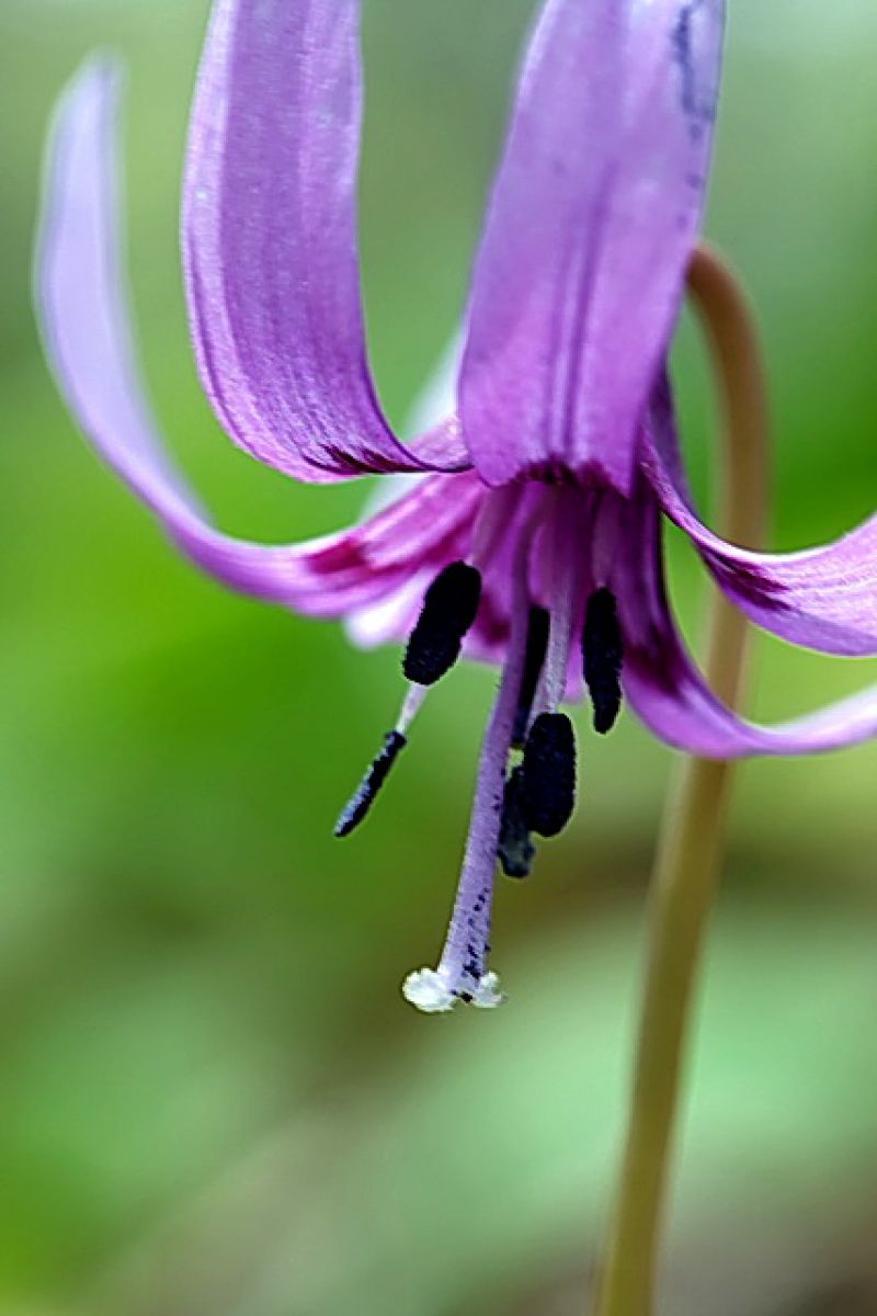 aas神戸4月 295.jpg | GANREF