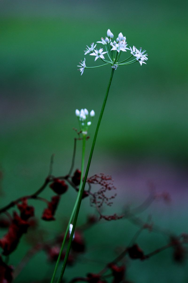 打ち上げ花火 | GANREF