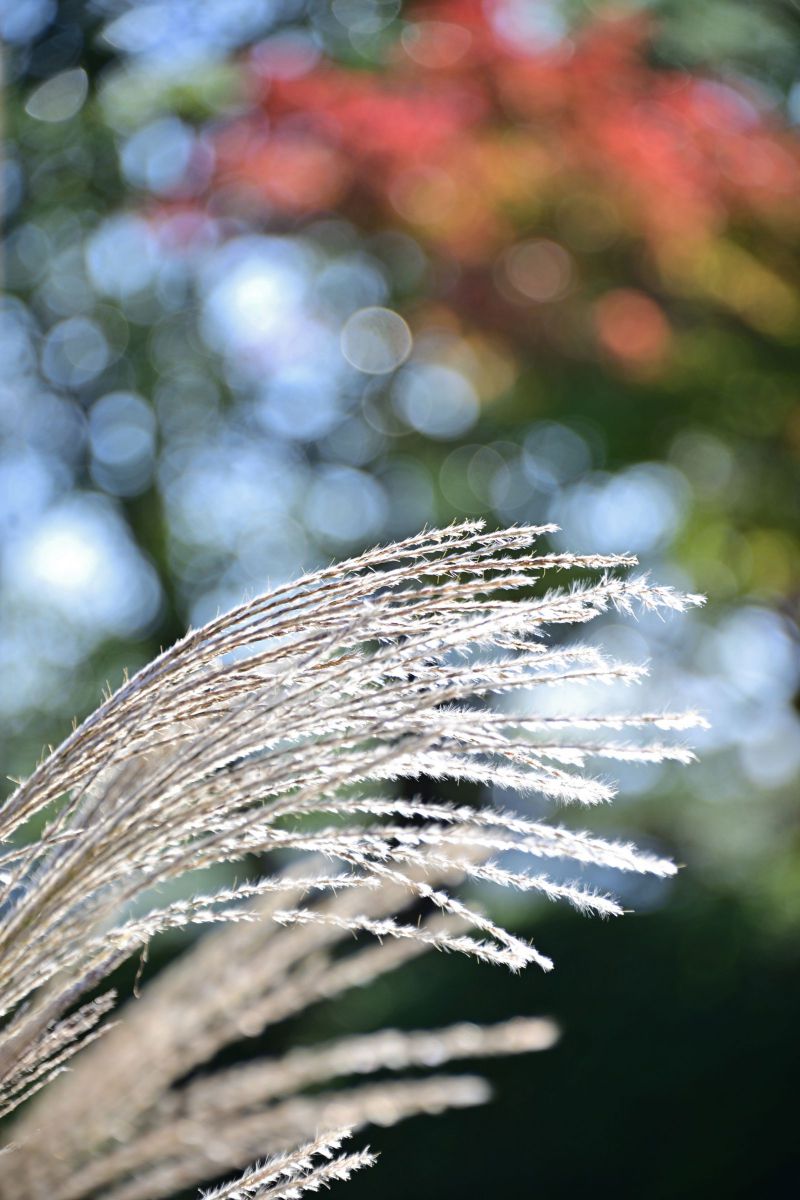 すすき きらきら | GANREF