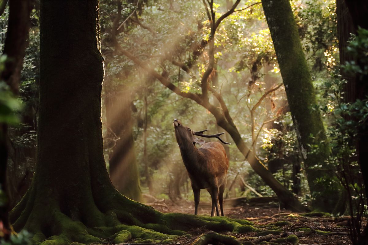 哀愁 ～2015～ | GANREF