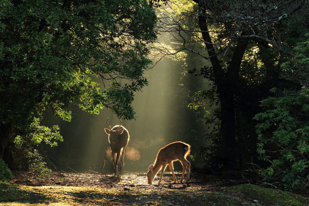 「僕も撮って～」 | GANREF